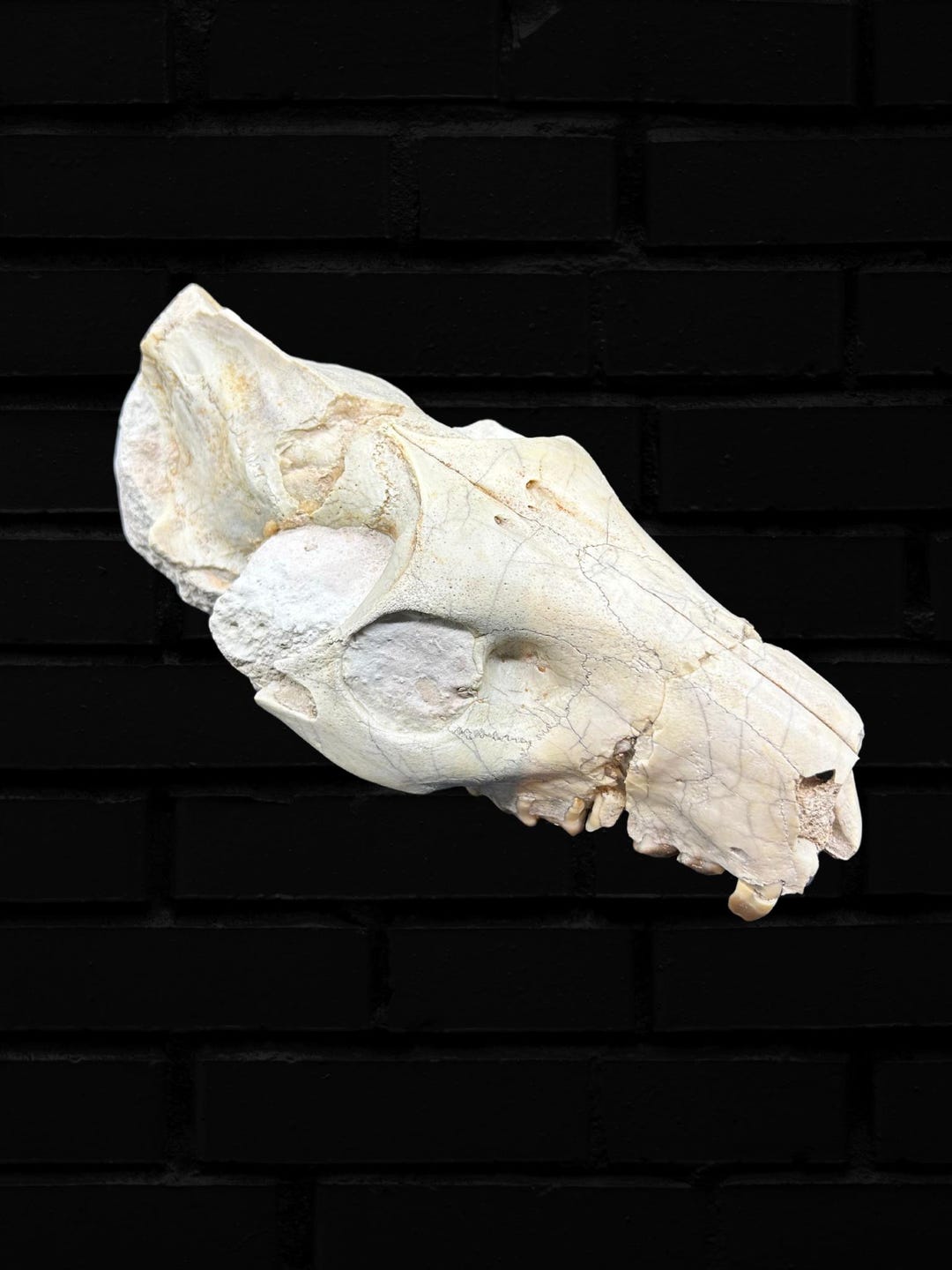 Geoworld - Fossil Mammal Skull - Etsy