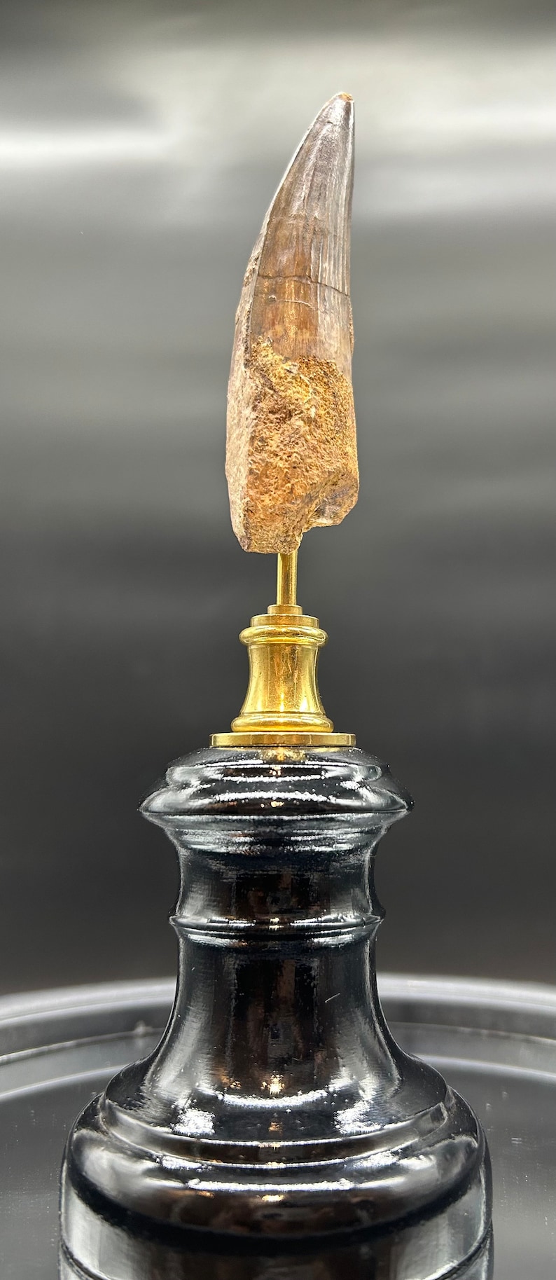 Geoworld Mounted Spinosaurus Tooth - Etsy