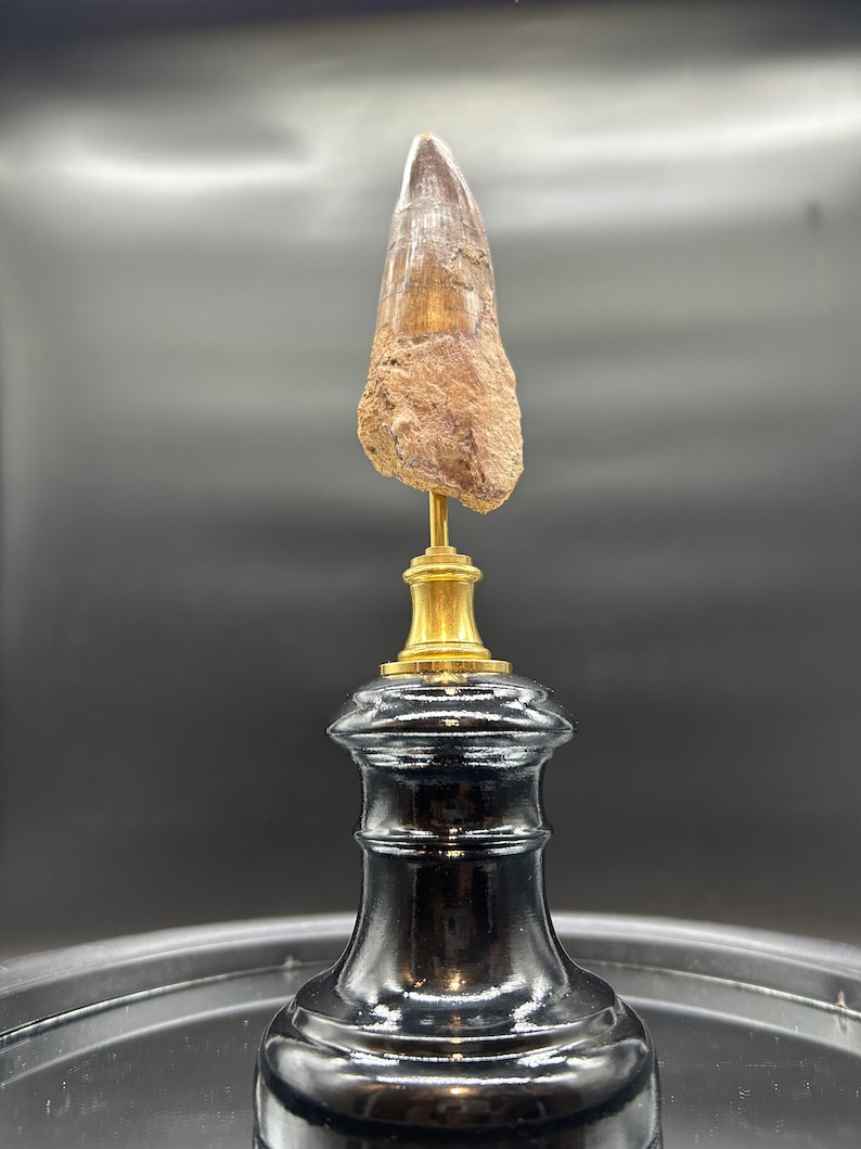 Geoworld - Mounted Spinosaurus Tooth - Etsy
