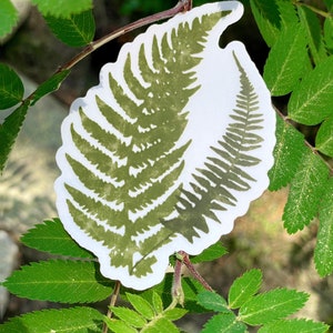 Ferns Clear Vinyl Sticker Nature Fern Outdoors Waterproof, Dishwasher ...