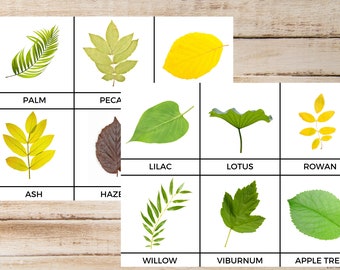 Plant 3 Part Cards - Etsy