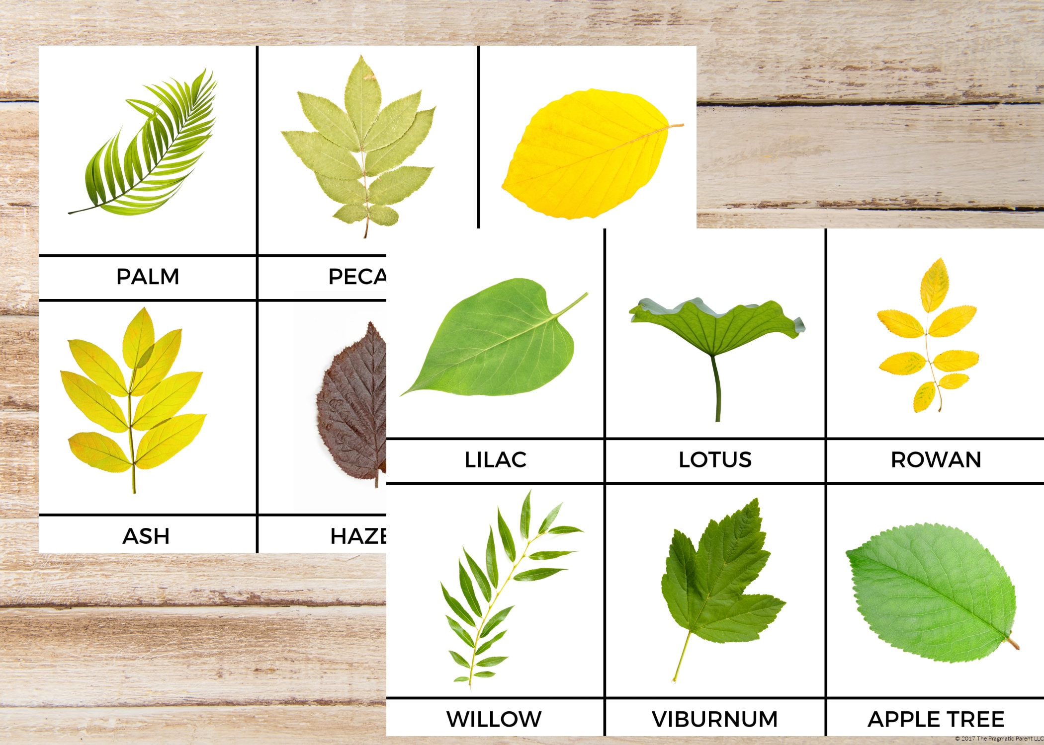 16 3-part Botany Montessori Cards, Leaf Foliage Cards for Kids, Plant ...