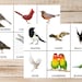 30 Bird 3-part Montessori Cards, Bird Cards for Kids, Bird Cards ...
