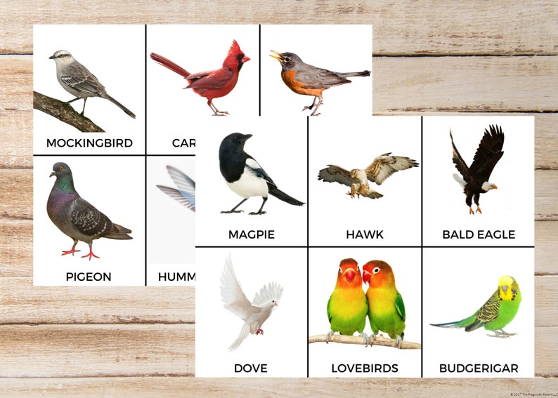 30 Bird 3-part Montessori Cards, Bird Cards for Kids, Bird Cards ...