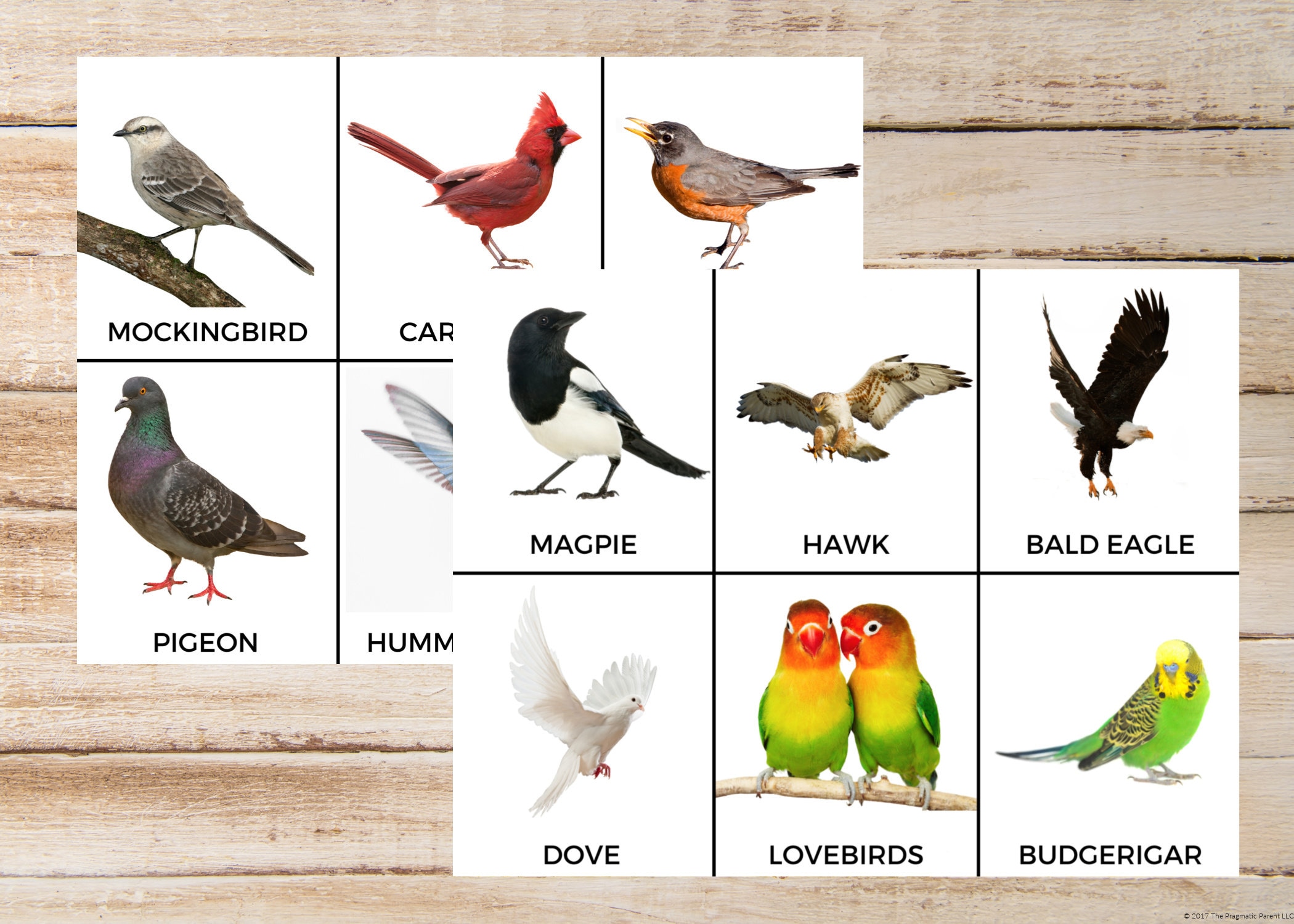 30 Bird 3-part Montessori Cards, Bird Cards for Kids, Bird Cards ...