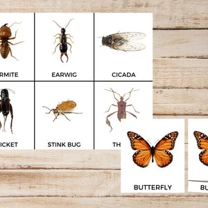 18 Insect 3-part Montessori Cards, Animal Cards for Kids, Insect Cards ...
