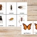 18 Insect 3-part Montessori Cards, Animal Cards for Kids, Insect Cards ...