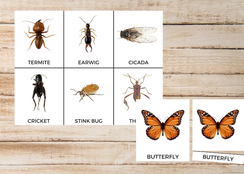 18 Insect 3-part Montessori Cards, Animal Cards for Kids, Insect Cards ...
