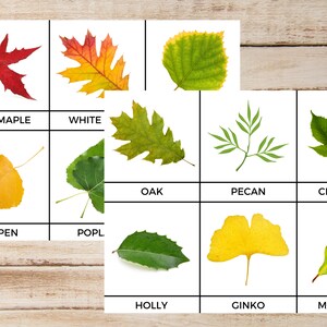 16 3-part Botany Montessori Cards Leaf Foliage Cards for - Etsy