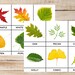 16 3-part Botany Montessori Cards, Leaf Foliage Cards for Kids, Plant ...