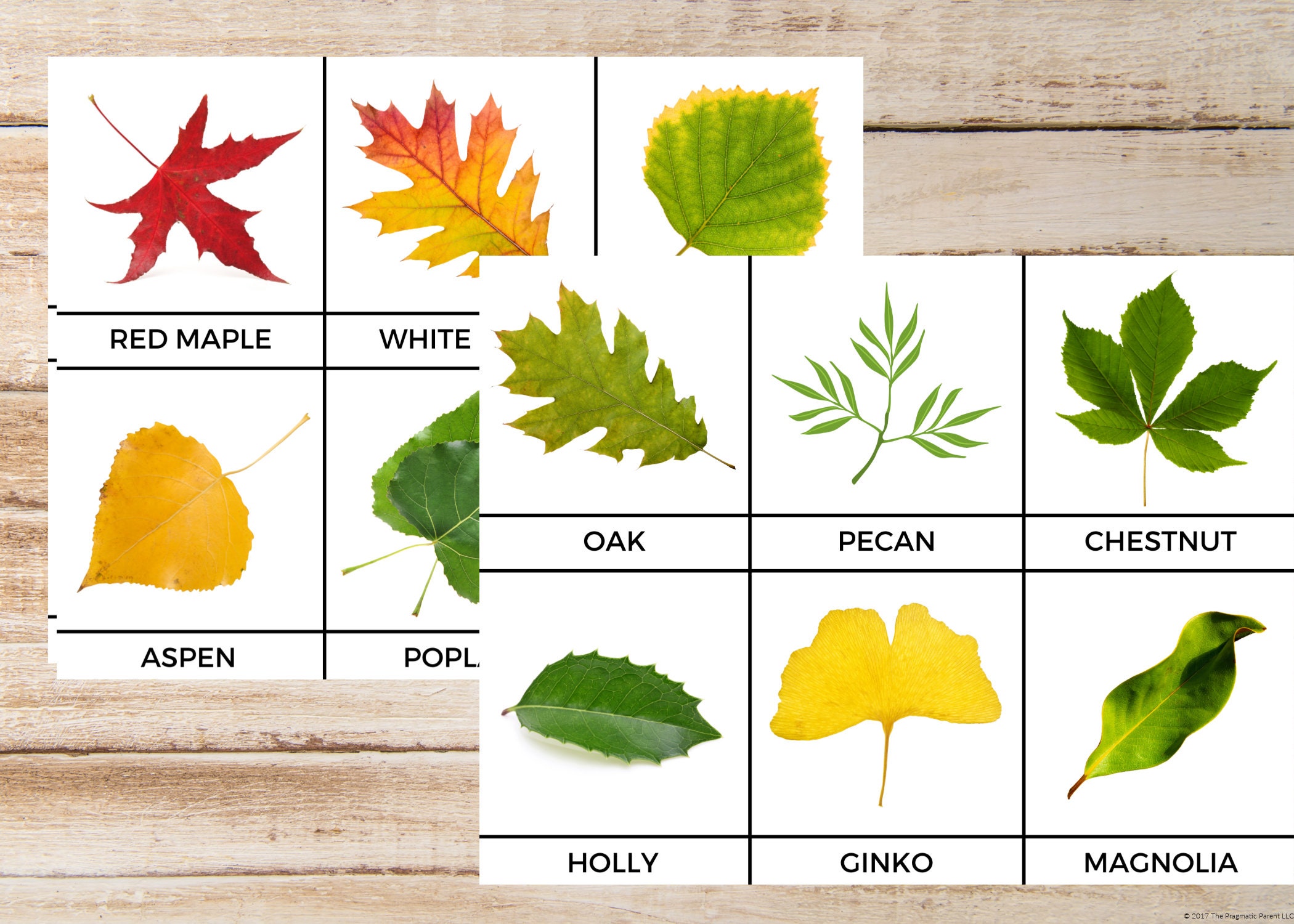 16 3-part Botany Montessori Cards, Leaf Foliage Cards for Kids, Plant ...