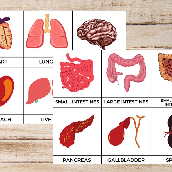3 Part Montessori Cards Anatomy, Anatomy Cards for Kids, Anatomy Cards ...