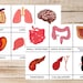 3-part Montessori Cards Anatomy, Anatomy Cards for Kids, Anatomy Cards ...