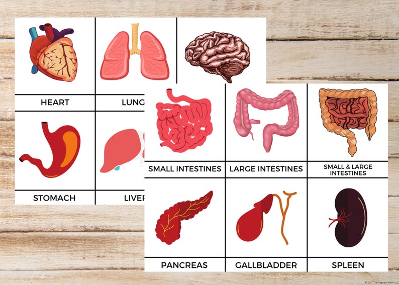 3-part Montessori Cards Anatomy, Anatomy Cards for Kids, Anatomy Cards ...
