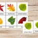 16 3-part Botany Montessori Cards, Leaf Foliage Cards for Kids, Plant ...