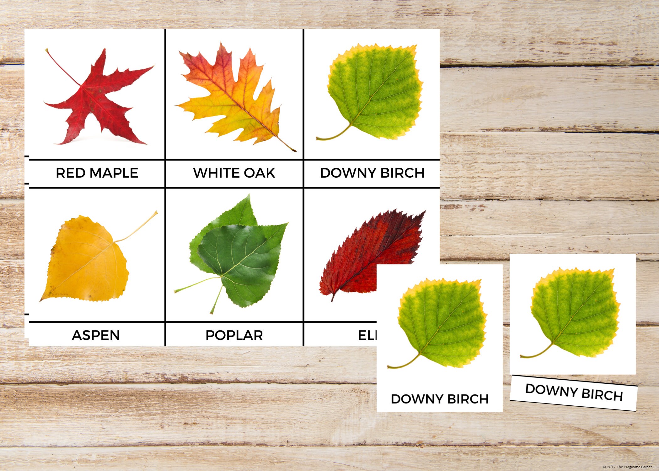 16 3-part Botany Montessori Cards, Leaf Foliage Cards for Kids, Plant ...