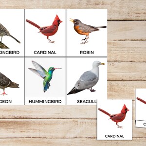30 Bird 3-part Montessori Cards, Bird Cards for Kids, Bird Cards ...
