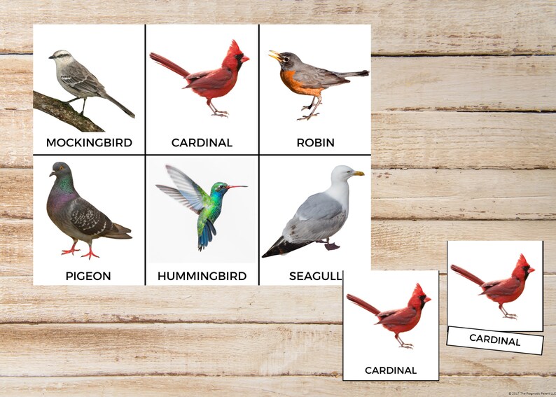 30 Bird 3-part Montessori Cards, Bird Cards for Kids, Bird Cards ...