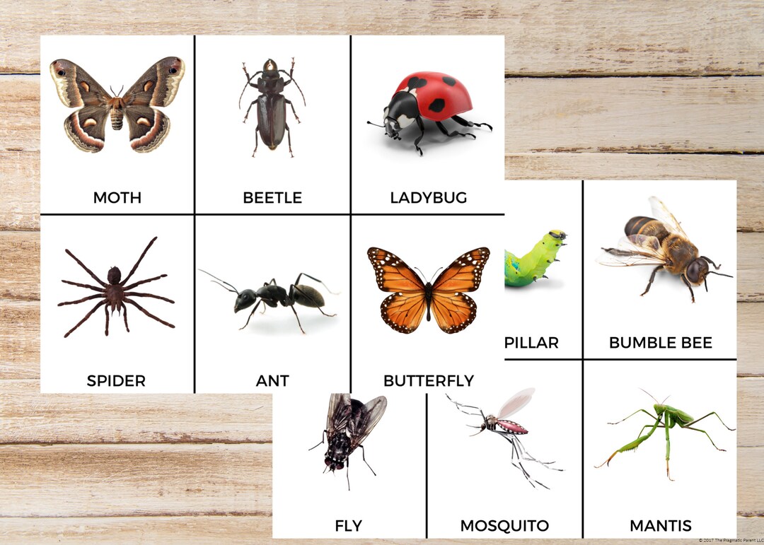 18 Insect 3-part Montessori Cards, Animal Cards for Kids, Insect Cards ...