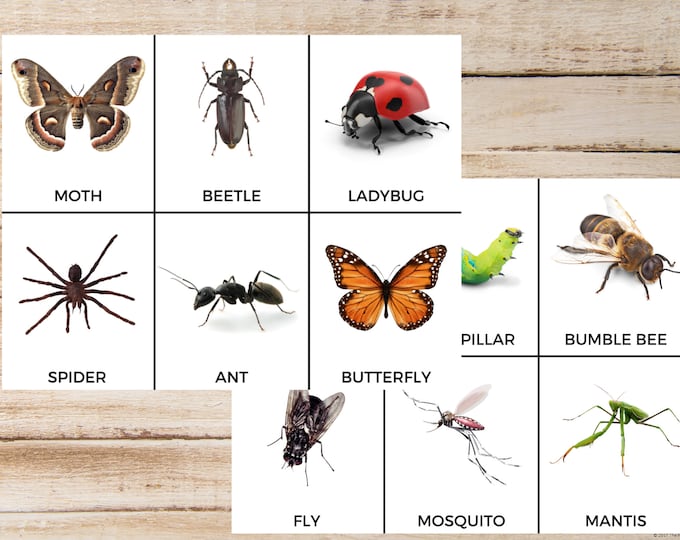 Insect Montessori Printable 3-part Cards. Preschool and Kindergarten ...