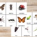 18 Insect 3-part Montessori Cards Animal Cards for Kids | Etsy