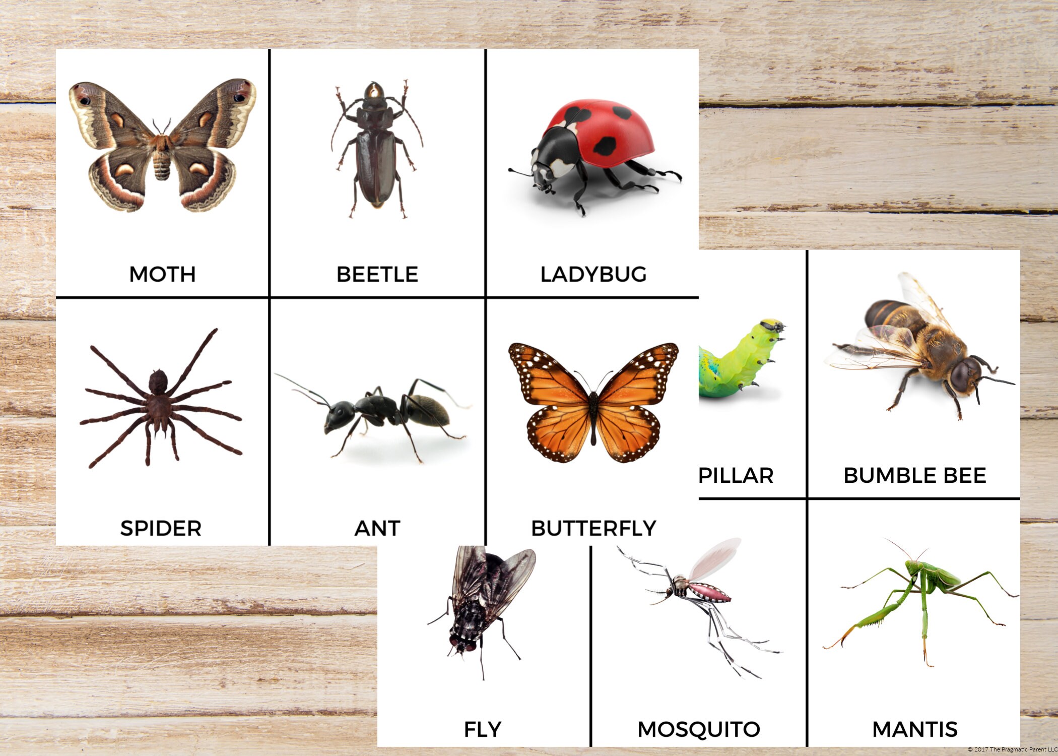 18 Insect 3-part Montessori Cards, Animal Cards for Kids, Insect Cards ...