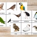30 Bird 3-part Montessori Cards, Bird Cards for Kids, Bird Cards ...