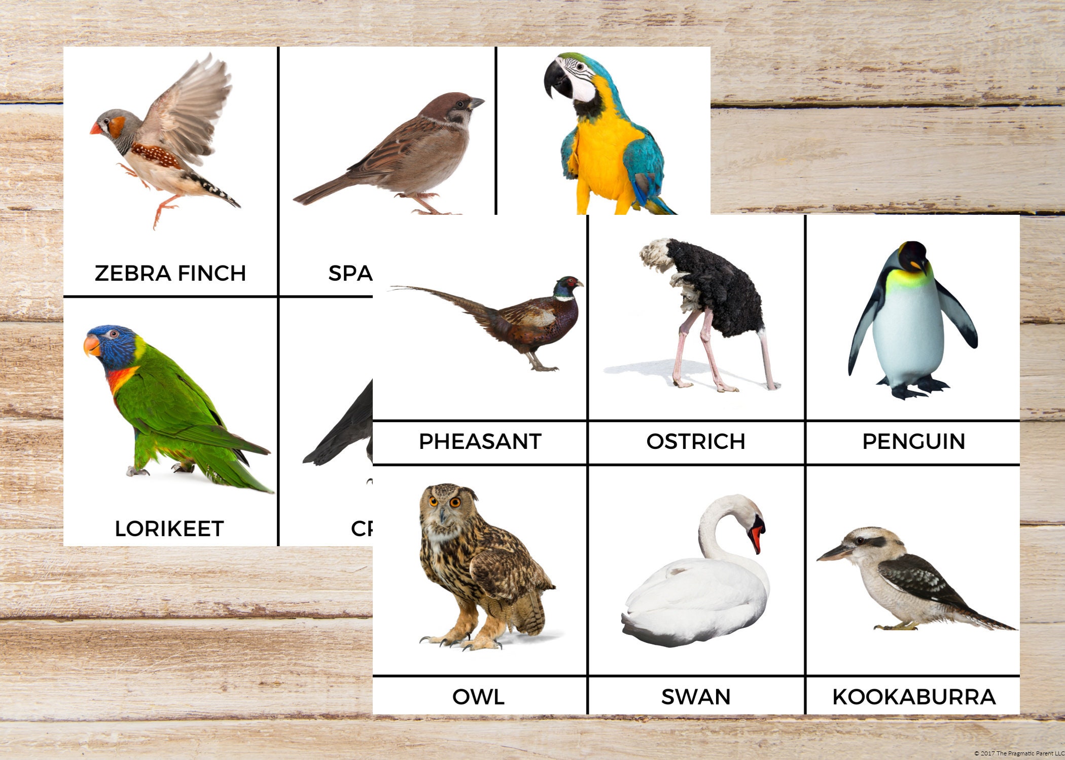 30 Bird 3-part Montessori Cards, Bird Cards for Kids, Bird Cards ...