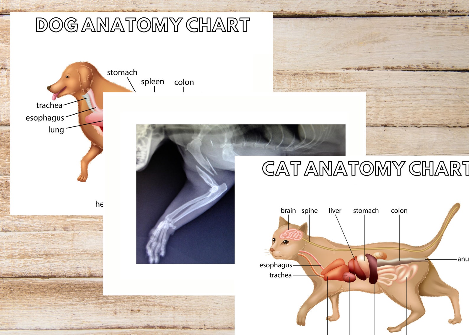 Veterinarian Doctor Kit, Pretend Play Vet, Pretend Vet, Kids Pretend ...