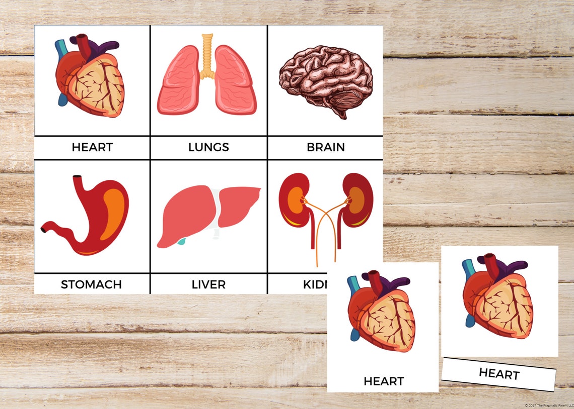 3-part Montessori Cards Anatomy, Anatomy Cards for Kids, Anatomy Cards ...
