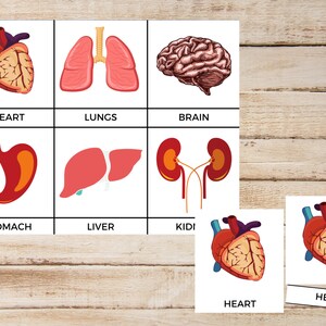 3-part Montessori Cards Anatomy, Anatomy Cards for Kids, Anatomy Cards ...