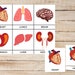 3-part Montessori Cards Anatomy, Anatomy Cards for Kids, Anatomy Cards ...