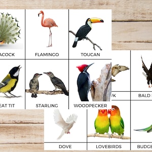 30 Bird 3-part Montessori Cards, Bird Cards for Kids, Bird Cards ...