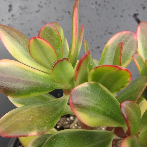 YELLOW HUMMEL Jade Crassula 2 Succulent Cutting 2 to - Etsy