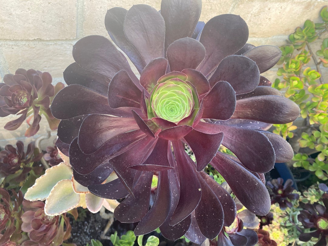 RARE Aeonium VOODOO 1 Large Cutting 5" - 7" Fresh Cut, Nice Color, Easy ...