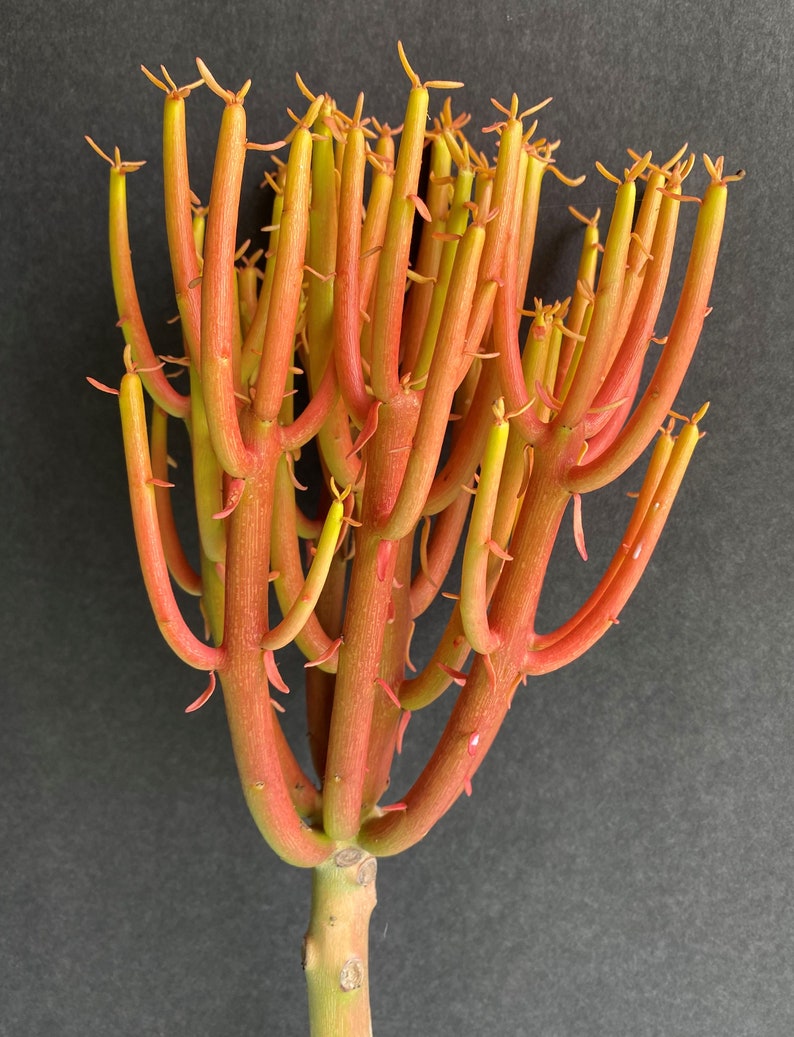 1 LARGE PREMIUM Thick Stem Firesticks Euphorbia Tirucalli | Etsy