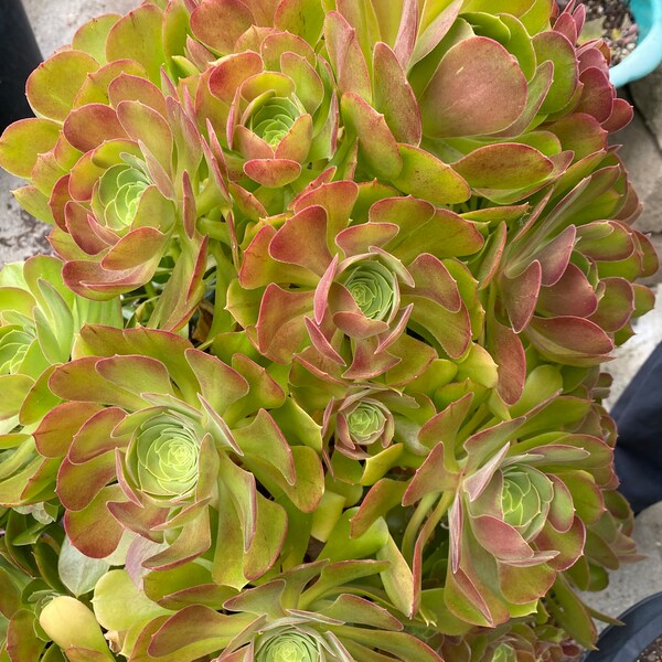 Aeonium - Etsy