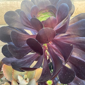 RARE Aeonium VOODOO 1 Large Cutting 5" - 7" Fresh Cut, Nice Color, Easy ...