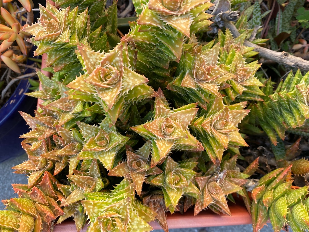 Aloe Tiger Tooth Succulent Plant Rooted Young Pup FREE SHIPPING - Etsy