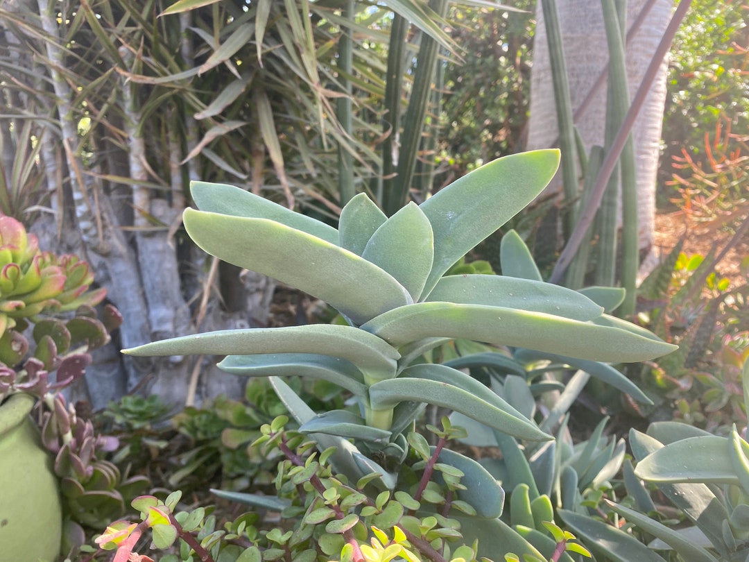 LARGE Cutting Crassula Falcata Propeller Paddle Succulent Cutting Free ...