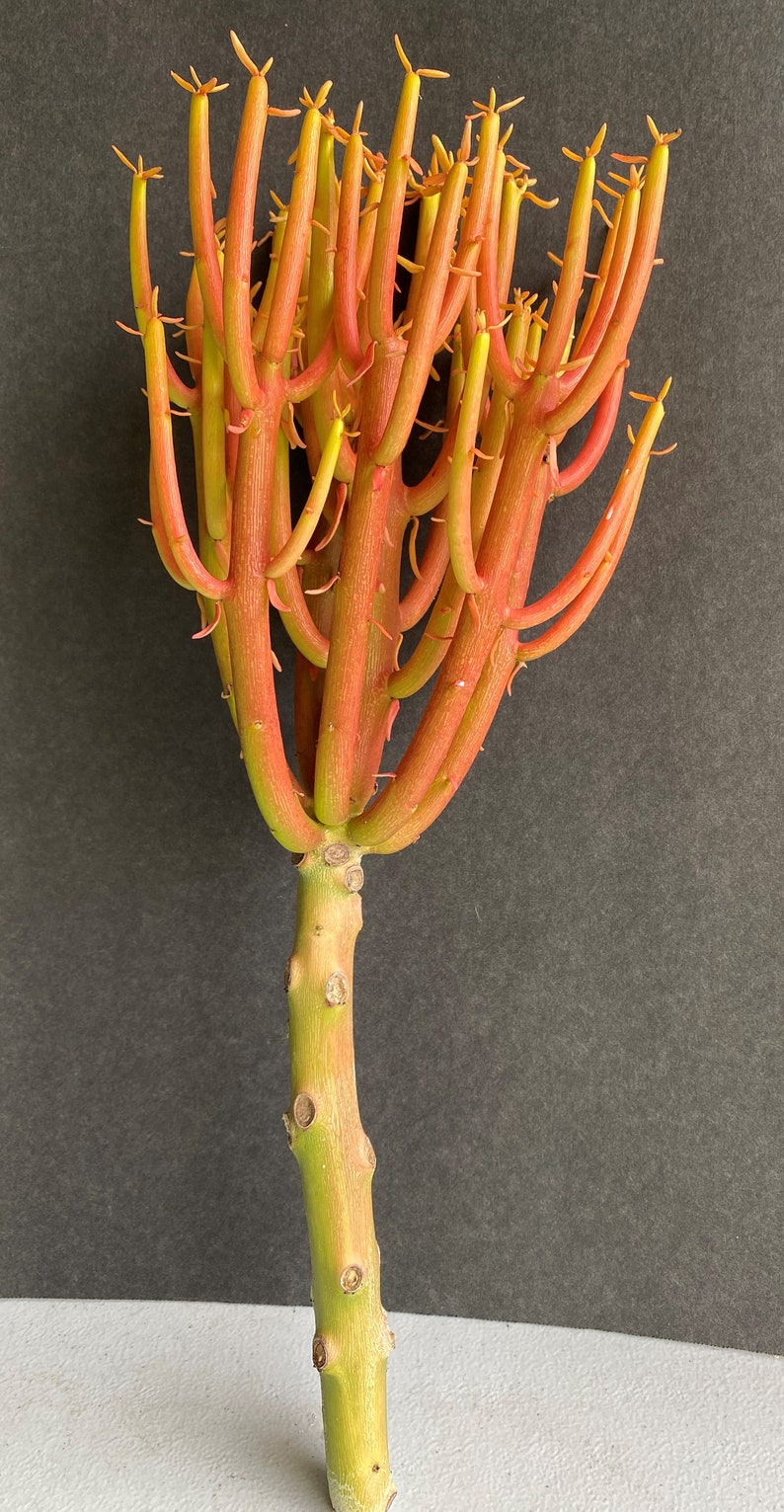 1 LARGE PREMIUM Thick Stem Firesticks Euphorbia Tirucalli Pencil Cactus ...