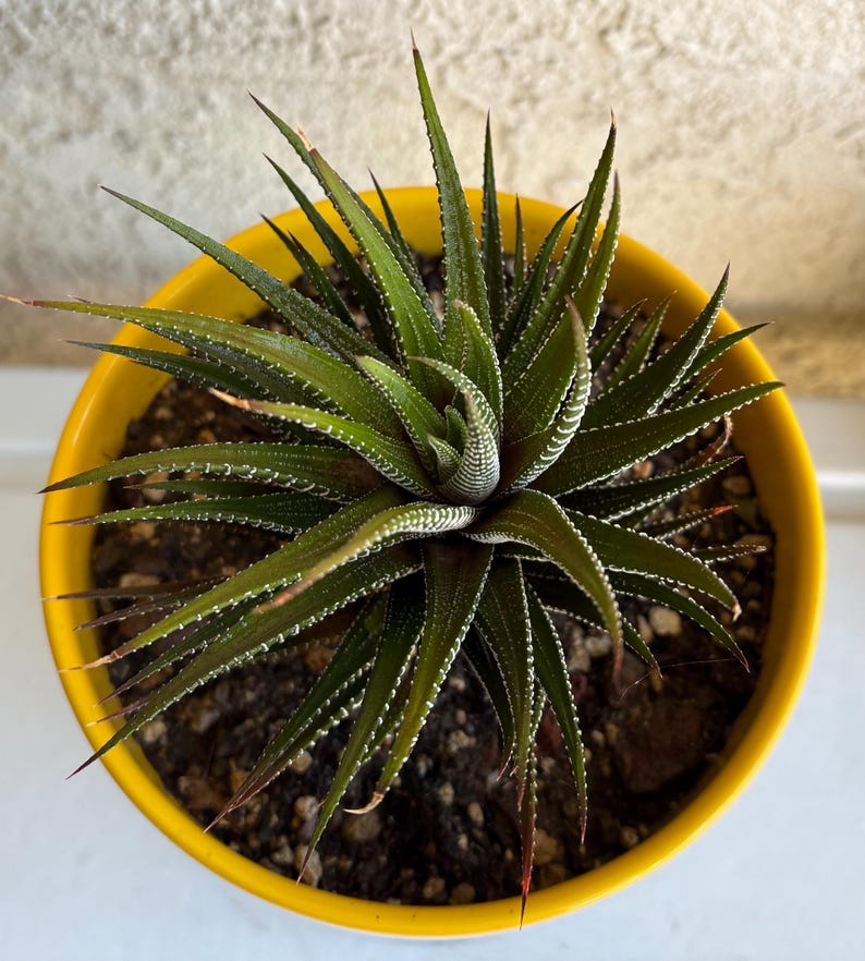 Aloe Zebra Stripe Larger Size FREE SHIPPING - Etsy
