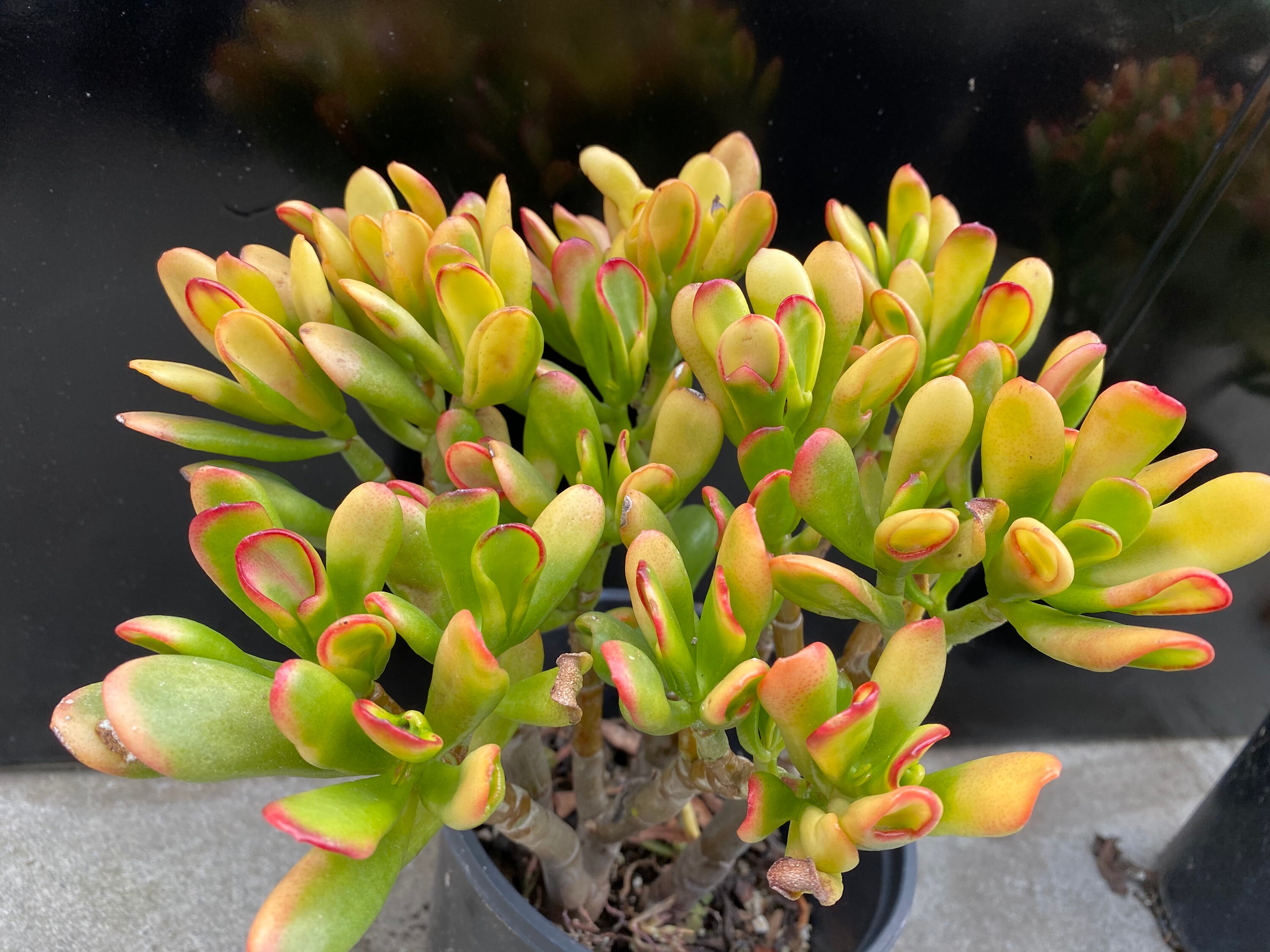 RARE Red Horn HUMMEL Jade Crassula Succulent Cutting 2" to 3" - Etsy