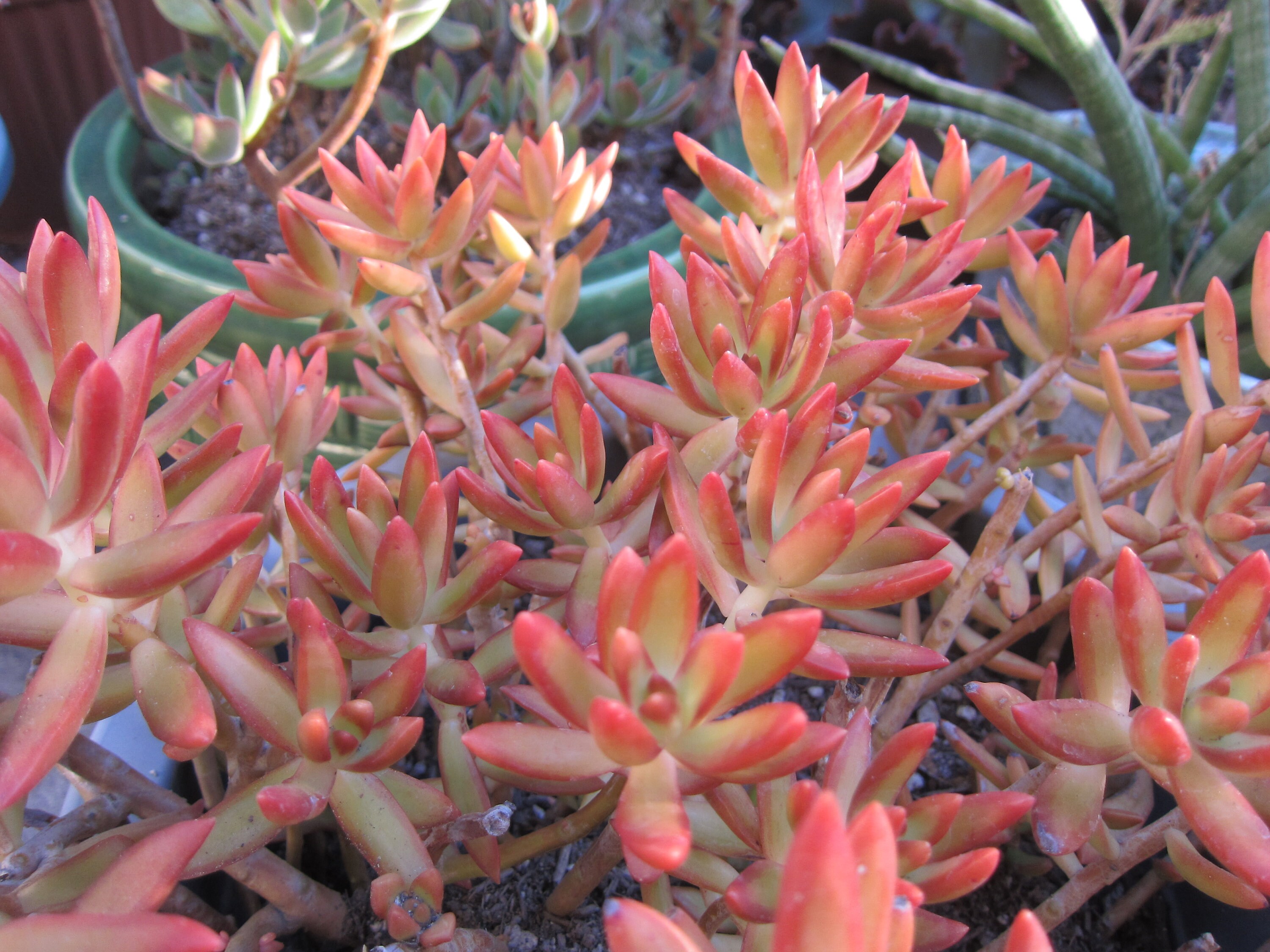 3 ROSETTE Cuttings Sedum Firestorm Firecracker Succulent - Etsy