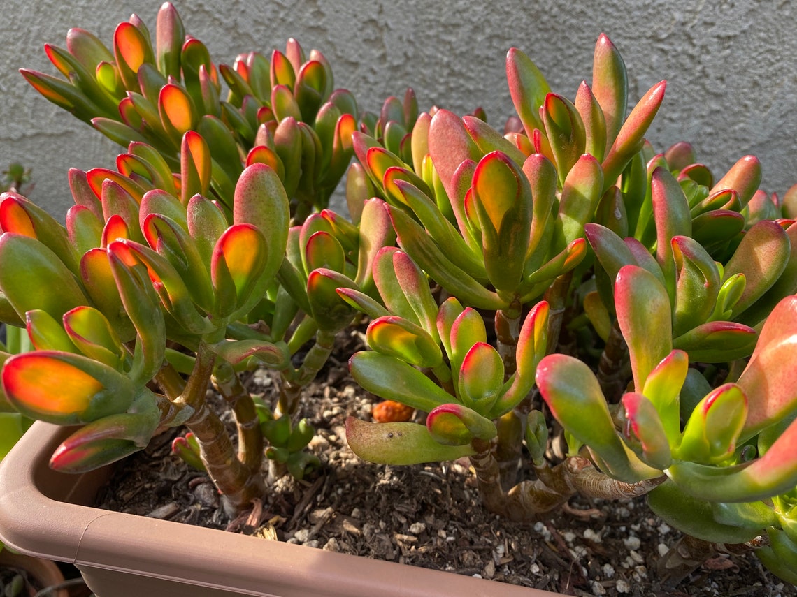 RARE Red Horn HUMMEL Jade Crassula Succulent Cutting 2" to 3" - Etsy