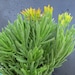 2 Cuttings Senecio Barbertonicus Lemon Bean Bush Succulent Cutting 3 to ...
