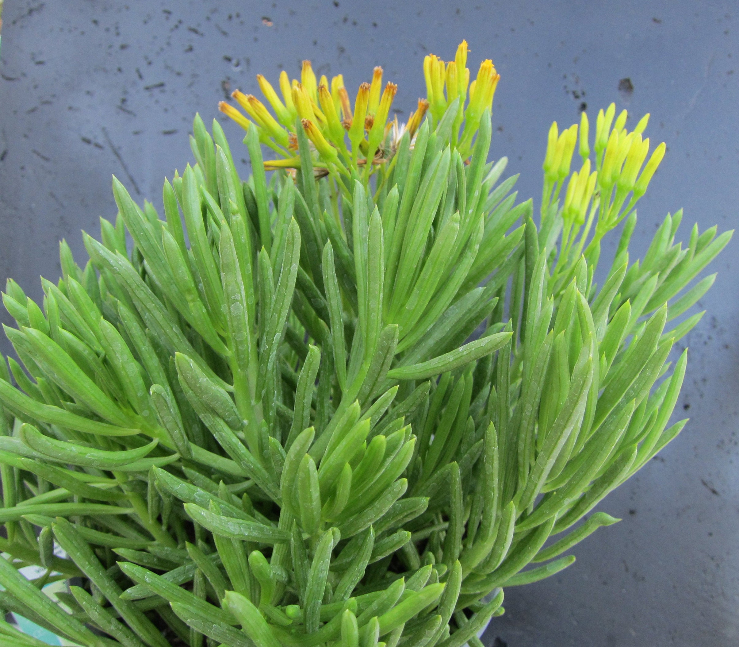 2 Cuttings Senecio Barbertonicus Lemon Bean Bush Succulent Cutting 3 ...