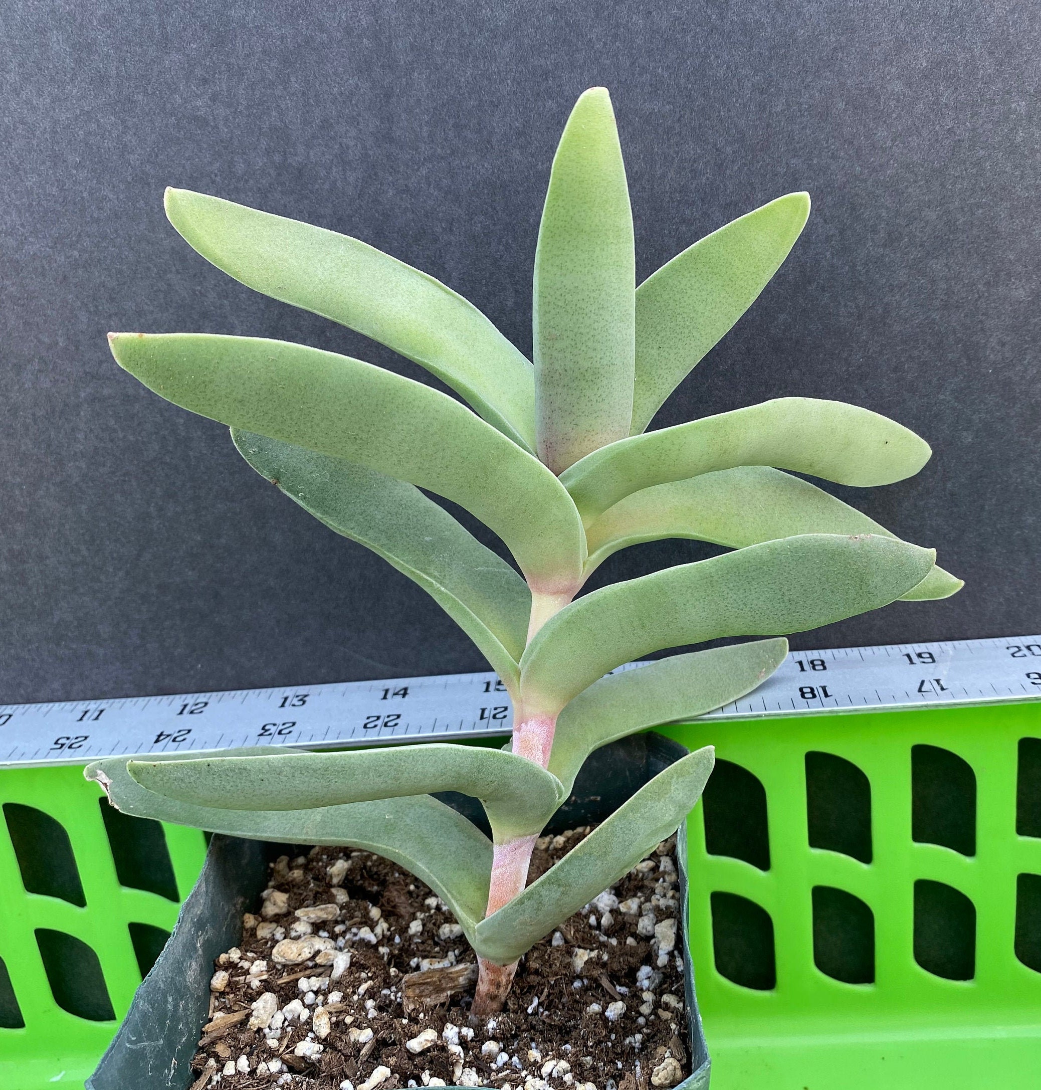 LARGE Cutting Crassula Falcata Propeller Paddle Succulent Cutting Free ...