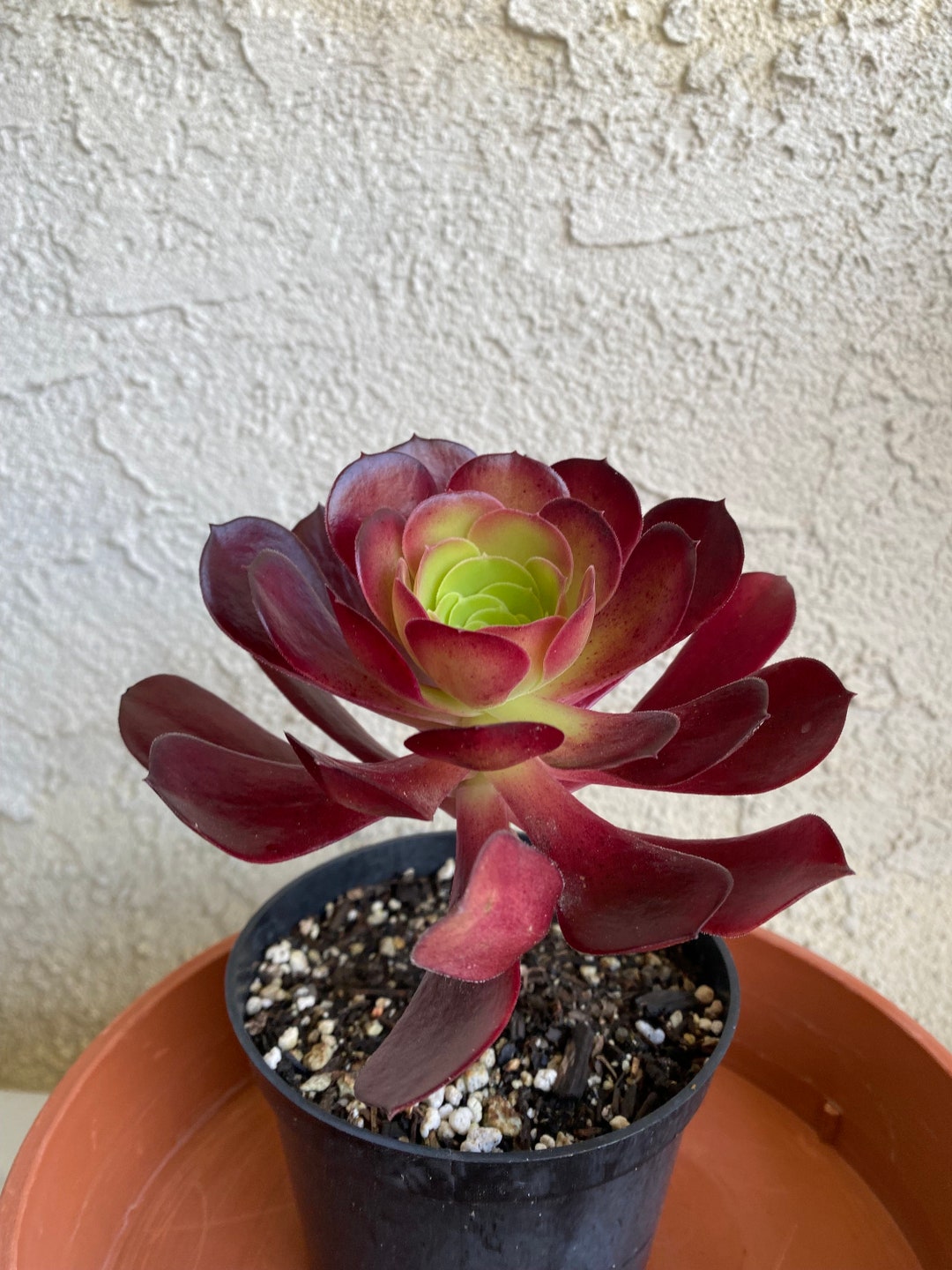 RARE Aeonium VELOUR ROOTED Succulent , Nice Deep Color, Easy Grow ...
