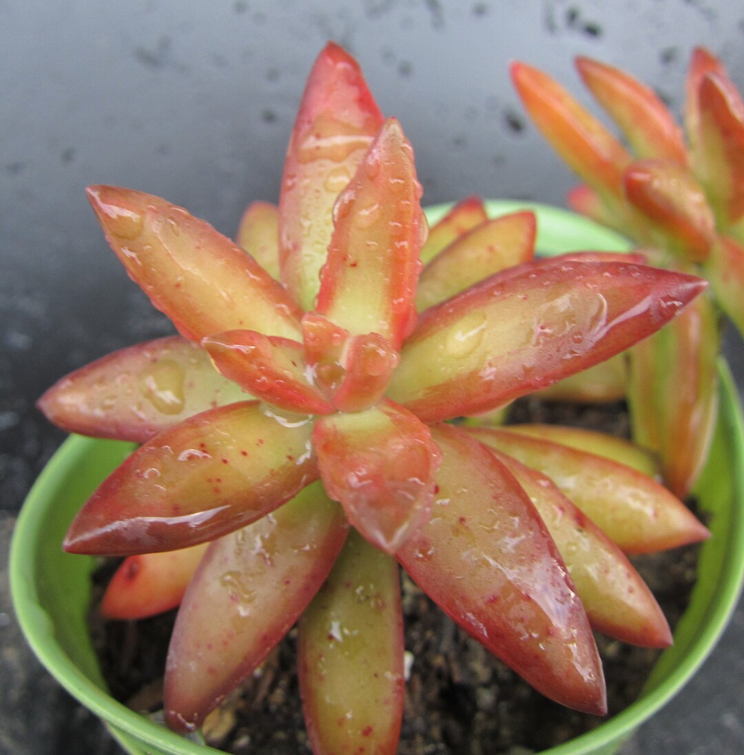 3 ROSETTE Cuttings Sedum Firestorm Firecracker Succulent - Etsy